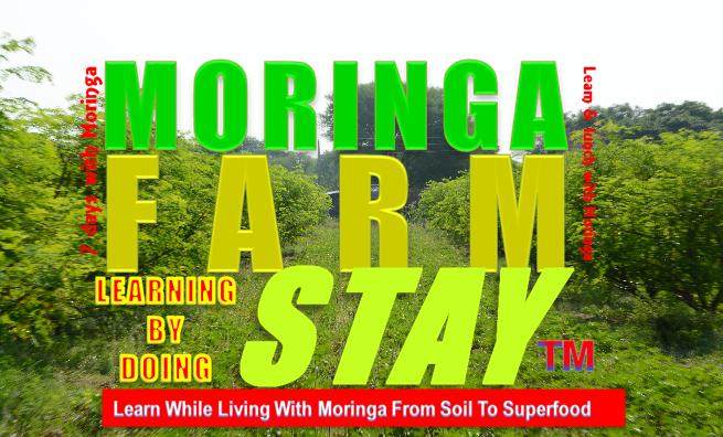 Moringa India Introduced Moringa Farm Stay to learn Moringa Production ...